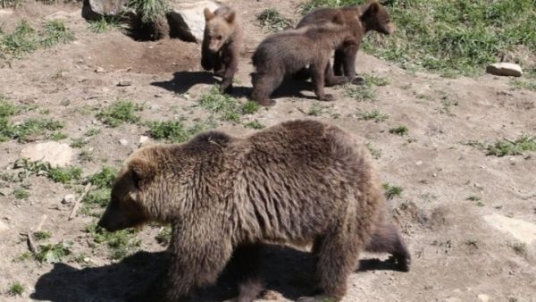 Ισπανία: Εντοπίστηκε ζωντανή η θηλυκή αρκούδα που χωρίστηκε από το ...